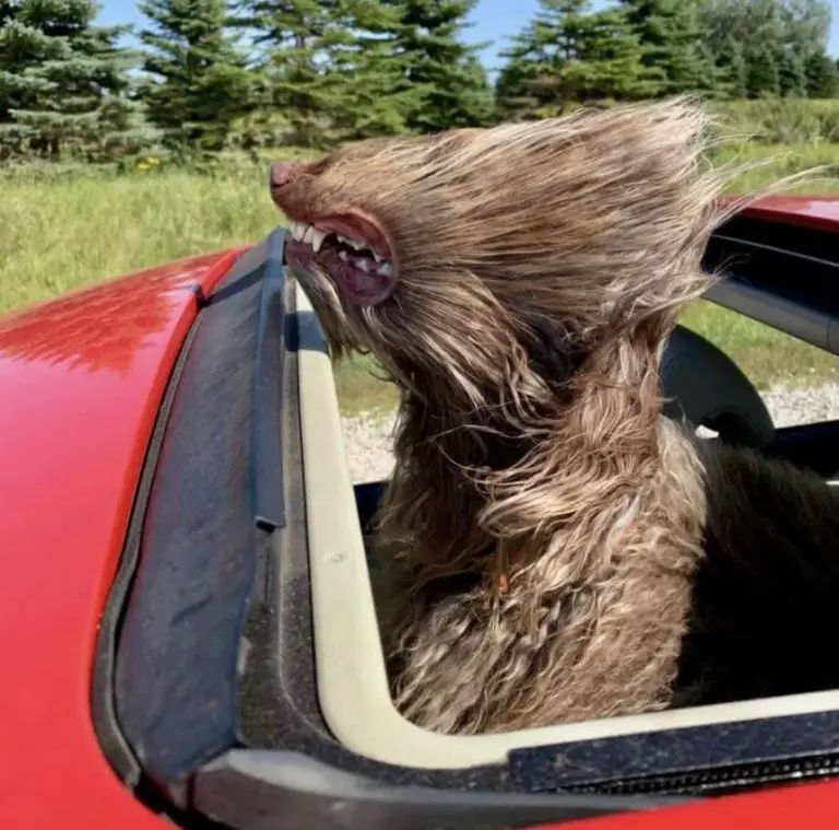15 Funny Pictures Of Dogs Enjoying A Car Ride - ilovedogscute.com