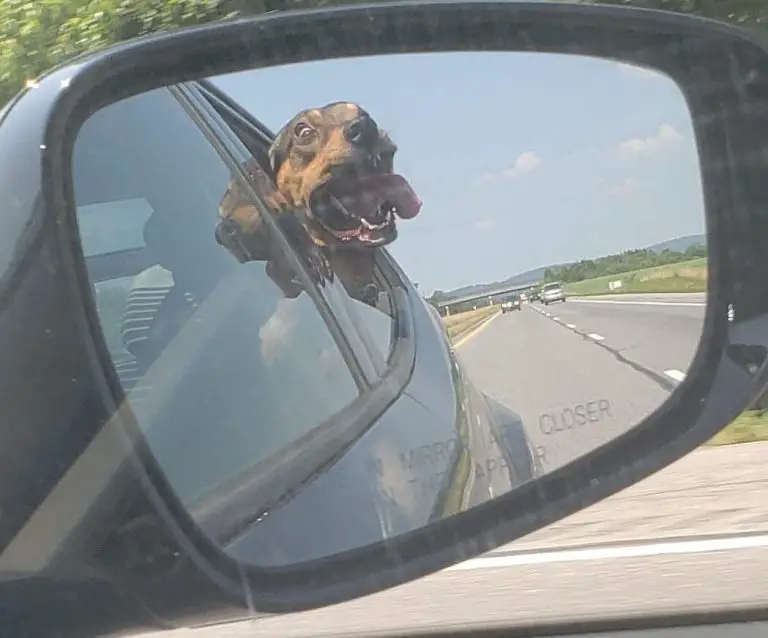 15 Funny Pictures Of Dogs Enjoying A Car Ride - ilovedogscute.com