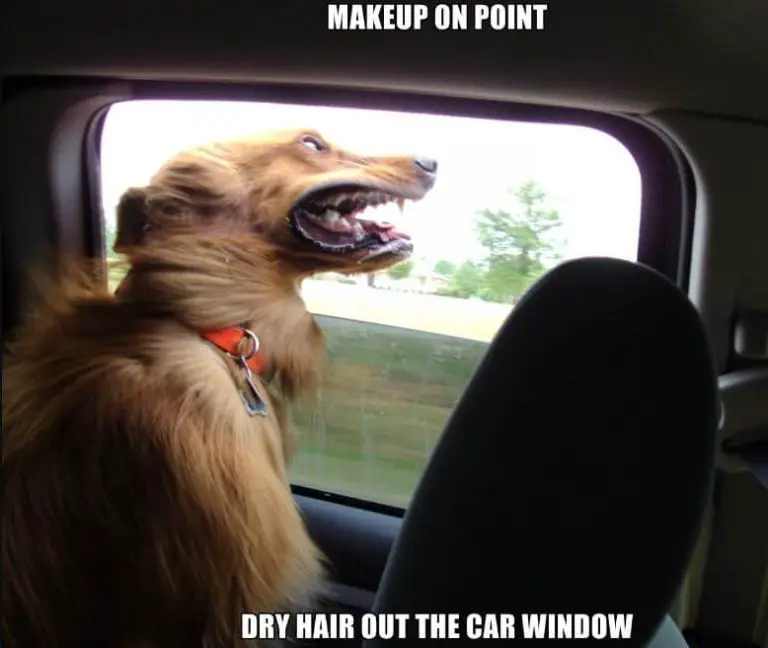 15 Funny Pictures Of Dogs Enjoying A Car Ride - ilovedogscute.com