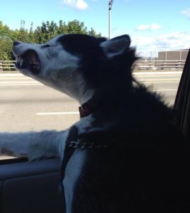 15 Funny Pictures Of Dogs Enjoying A Car Ride - ilovedogscute.com