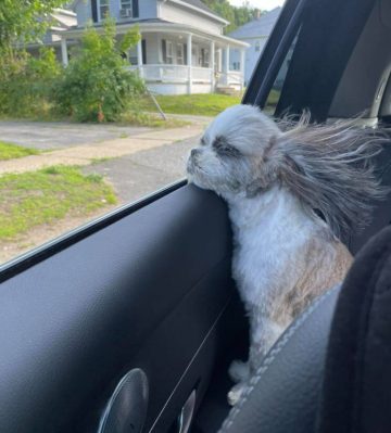 15 Funny Pictures Of Dogs Enjoying A Car Ride - ilovedogscute.com