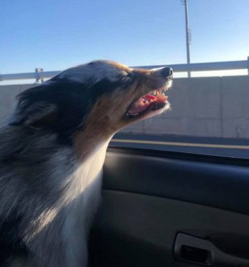 15 Funny Pictures Of Dogs Enjoying A Car Ride - ilovedogscute.com