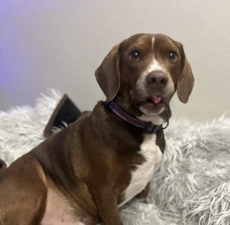 15 Pictures Of Goofy Dogs With Funny Actions - ilovedogscute.com