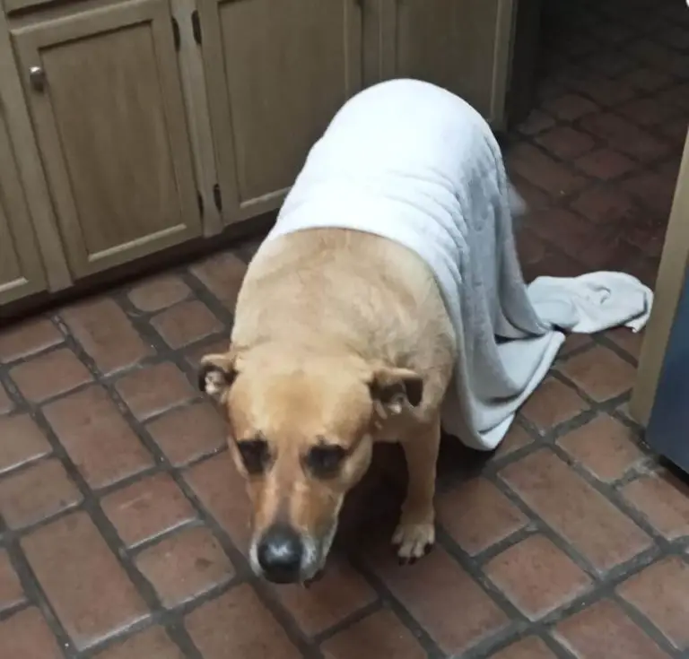 15 Pictures Of Goofy Dogs With Funny Actions - ilovedogscute.com