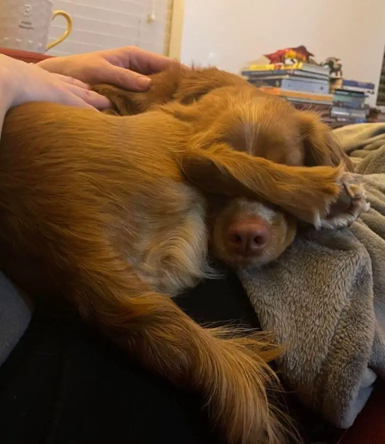 15 Pictures Of Goofy Dogs With Funny Actions - ilovedogscute.com