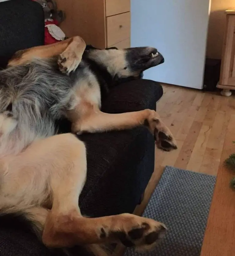 15 Pictures Of Goofy Dogs With Funny Actions - ilovedogscute.com
