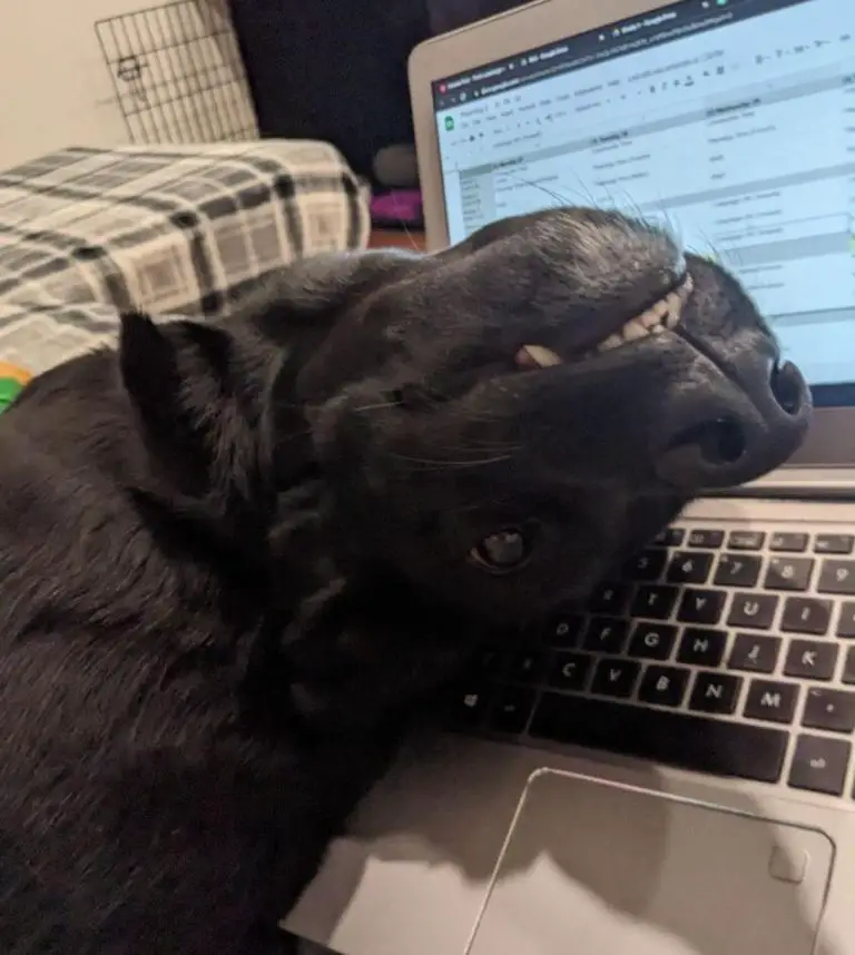 15 Pictures Of Goofy Dogs With Funny Actions - ilovedogscute.com