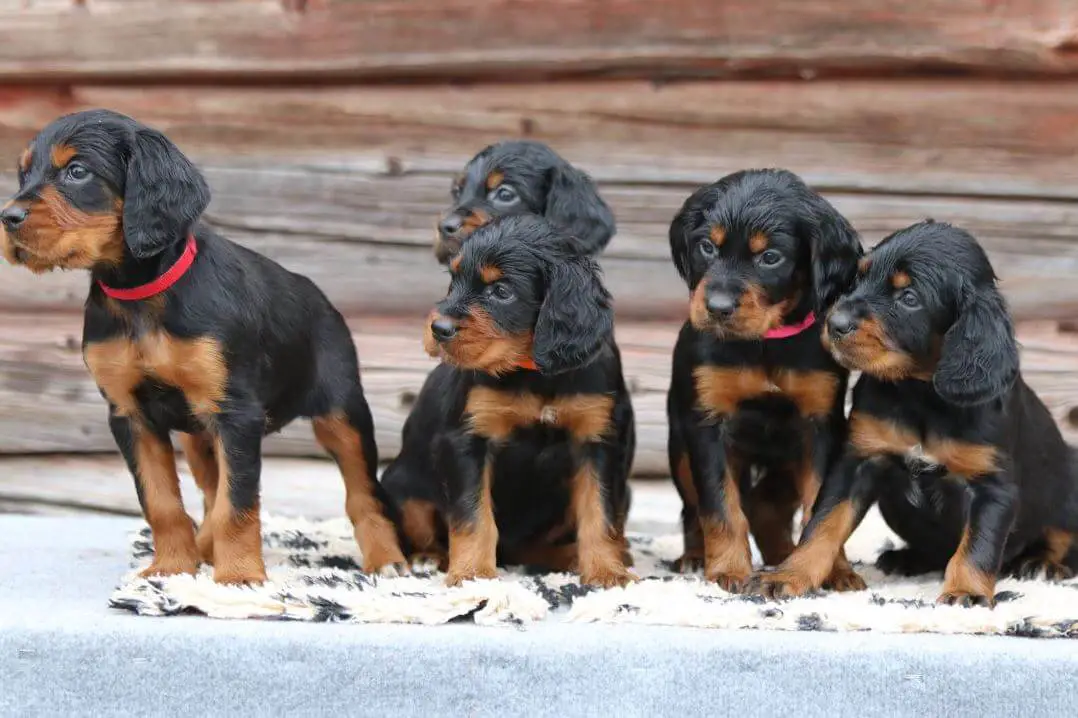 15 Photos Of Gordon Setter Puppies That Make Everyone's Heart Melt