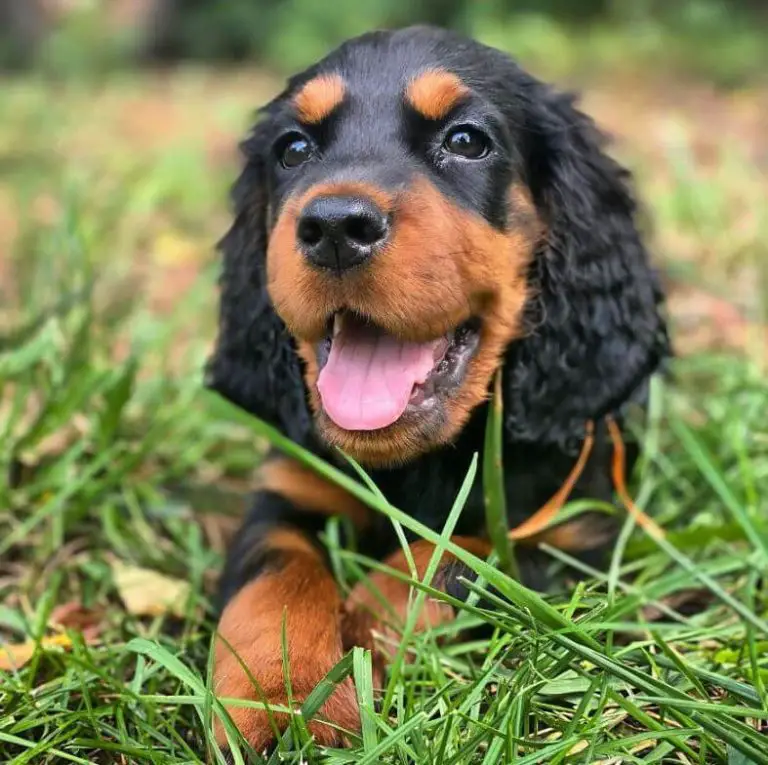 15 Photos Of Gordon Setter Puppies That Make Everyone's Heart Melt