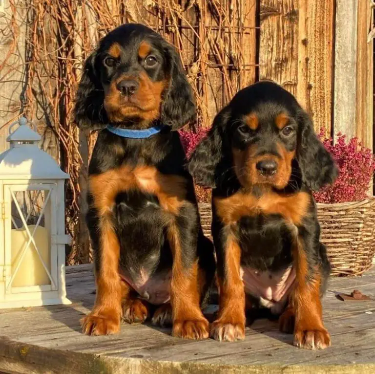 15 Photos Of Gordon Setter Puppies That Make Everyone's Heart Melt