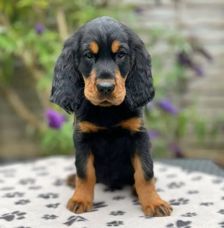 15 Photos Of Gordon Setter Puppies That Make Everyone's Heart Melt