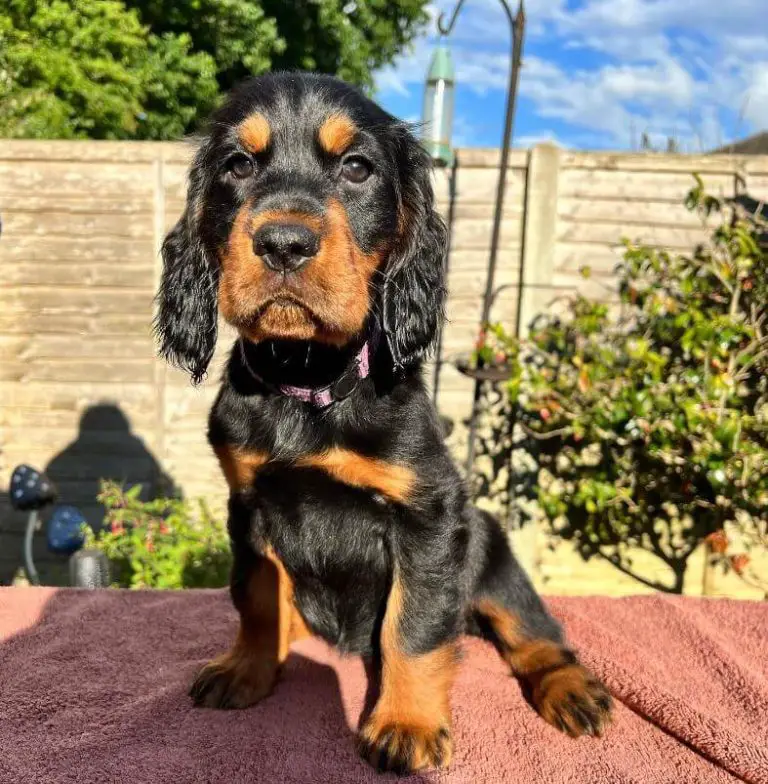 15 Photos Of Gordon Setter Puppies That Make Everyone's Heart Melt
