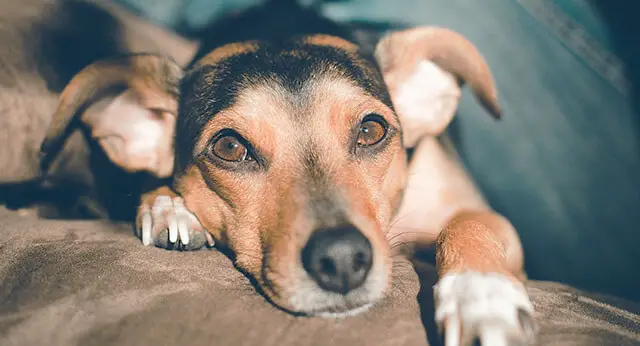 How Do Dogs Apologize? - ilovedogscute.com