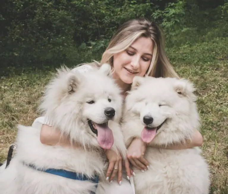 How Do You Know If A Dog Trusts You? - ilovedogscute.com