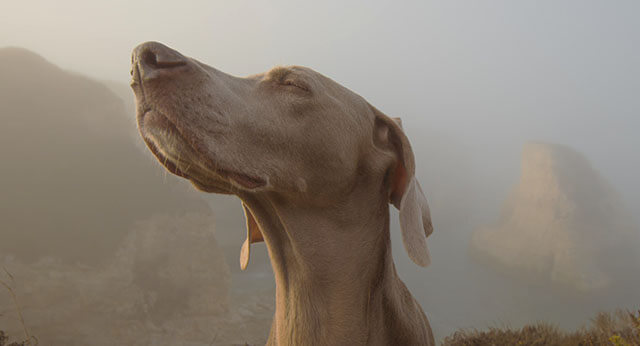 How Long Will Dogs Remember You? - ilovedogscute.com