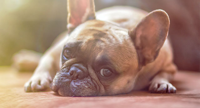 Pepto Bismol for Dogs: Safety, Dosage, and Considerations ...