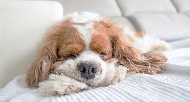 Phenobarbital for Dogs with Seizures - ilovedogscute.com