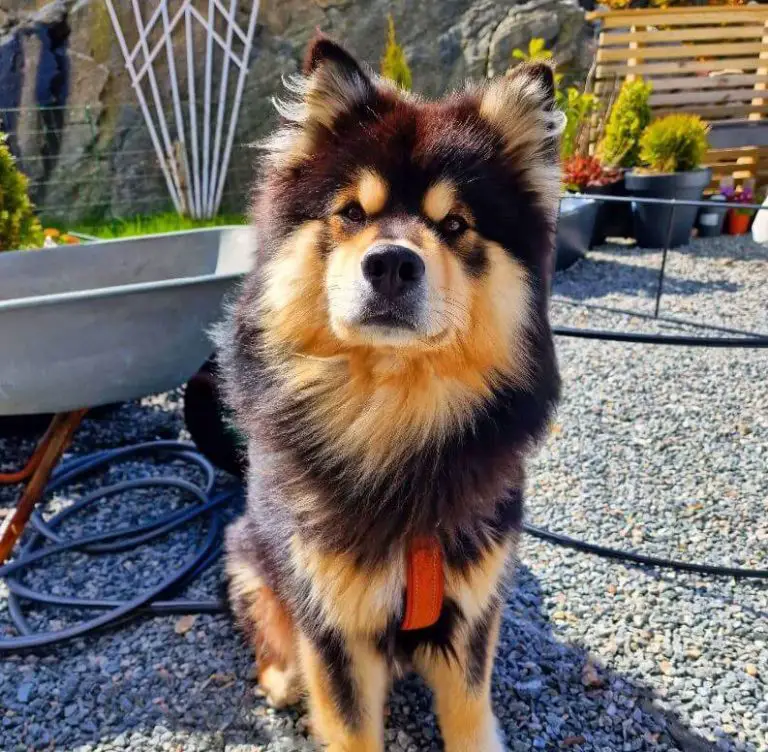 Prednisone for Dogs: Uses, Side Effects, and Considerations ...