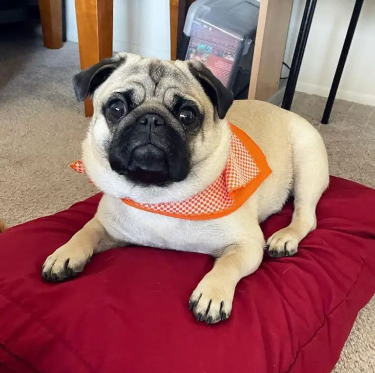 Understanding Aspirin for Dogs: Benefits, Dosage, and Potential Side ...