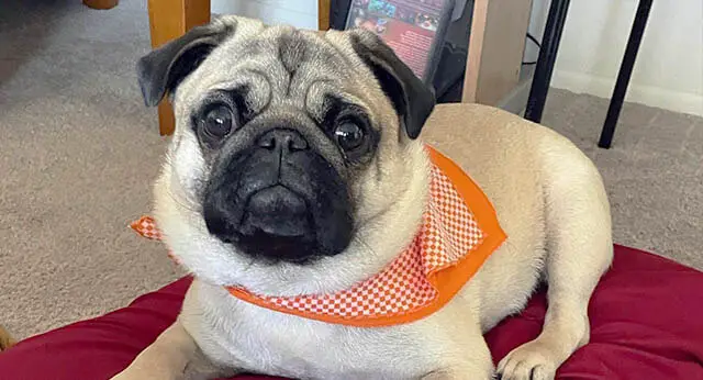 Understanding Aspirin for Dogs: Benefits, Dosage, and Potential Side ...