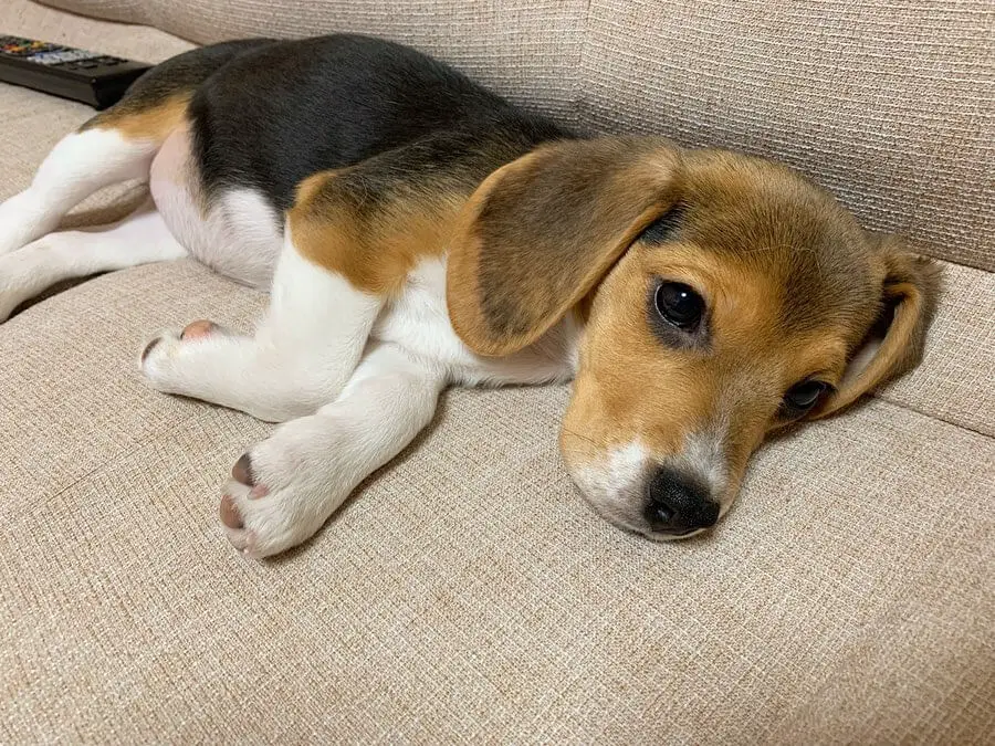 Best Of Cute Beagle Puppies Compilation ёятцёятшёяр Dog Videos