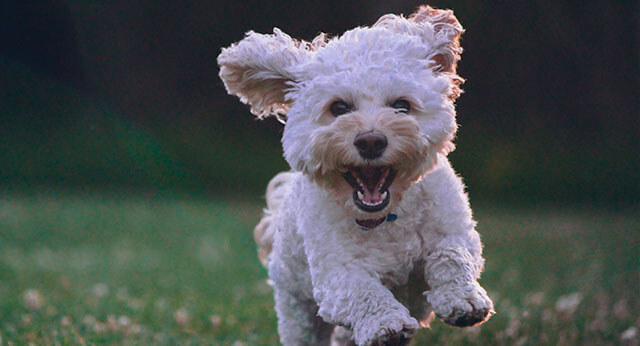 Why Do Dogs Come When Their Name Is Called? - ilovedogscute.com