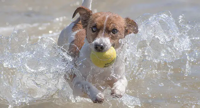 Why Do Dogs Like Balls? Unveiling the Dog Obsession