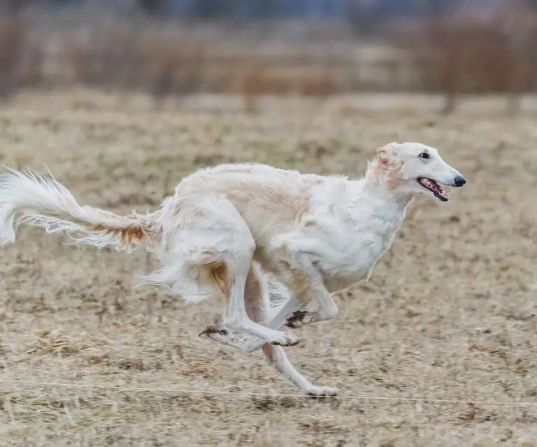 Why Do Dogs Run Away and How to Prevent It - ilovedogscute.com