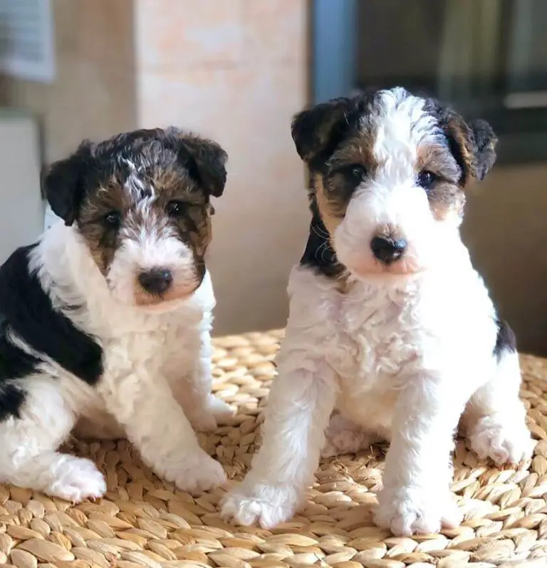 15 Photos Of Wire Fox Terrier Puppies That Make Everyone Fall In Love ...