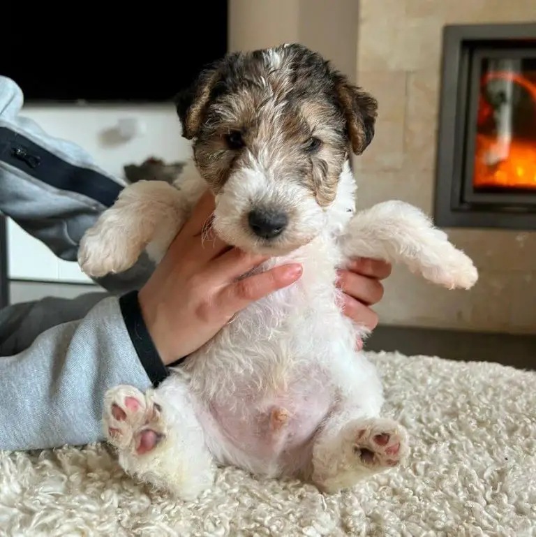 15 Photos Of Wire Fox Terrier Puppies That Make Everyone Fall In Love - ilovedogscute.com