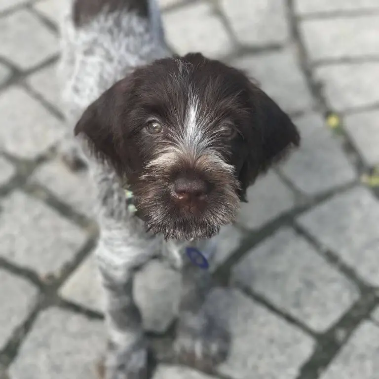 15 Photos Of Wirehaired Pointing Griffon Puppies That Make Everyone ...