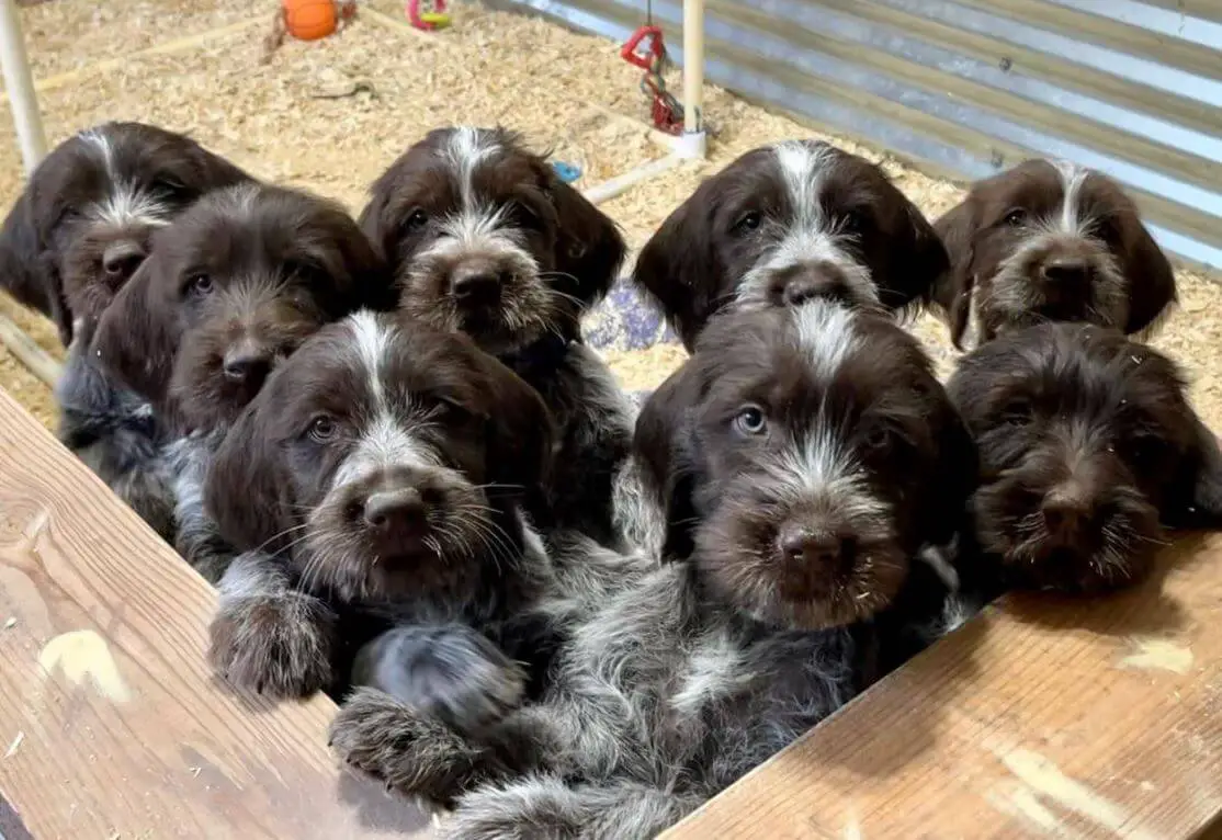 15 Photos Of Wirehaired Pointing Griffon Puppies That Make Everyone ...