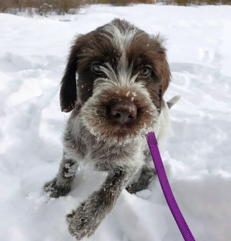 15 Photos Of Wirehaired Pointing Griffon Puppies That Make Everyone ...