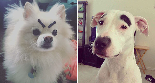 15 Hilarious Pictures Of Dogs With Eyebrows - ilovedogscute.com