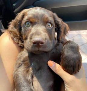 15 Photos Of Boykin Spaniel Puppies With Pure Beauty