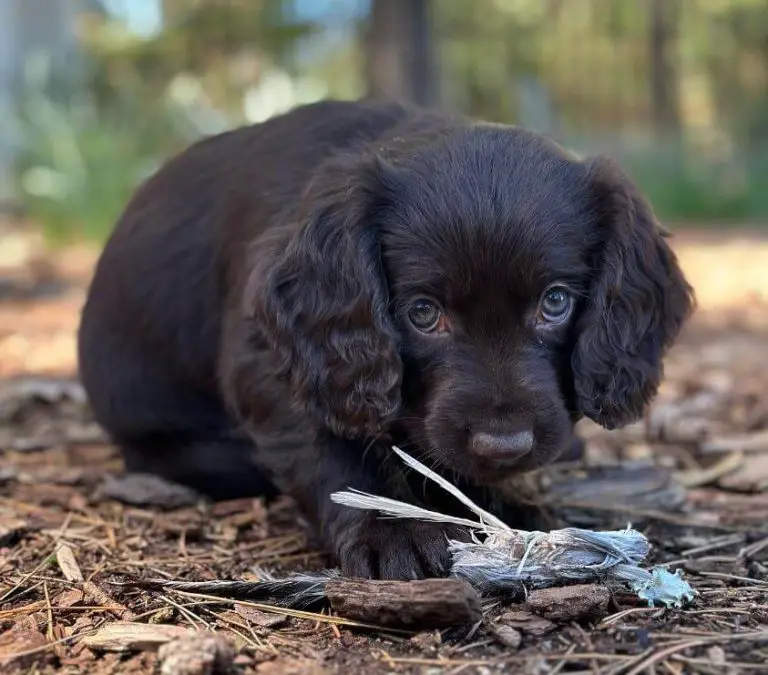 15 Photos Of Boykin Spaniel Puppies With Pure Beauty