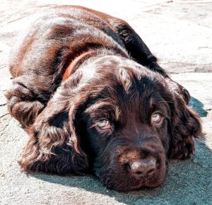 15 Photos Of Boykin Spaniel Puppies With Pure Beauty