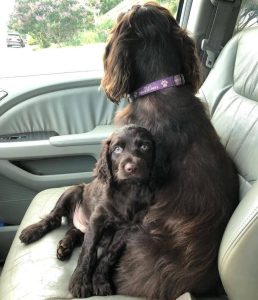 15 Photos Of Boykin Spaniel Puppies With Pure Beauty