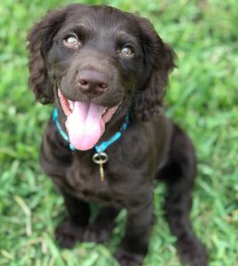 15 Photos Of Boykin Spaniel Puppies With Pure Beauty