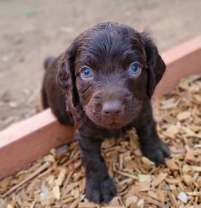 15 Photos Of Boykin Spaniel Puppies With Pure Beauty
