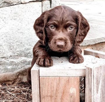 15 Photos Of Boykin Spaniel Puppies With Pure Beauty