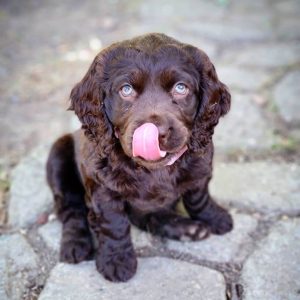 15 Photos Of Boykin Spaniel Puppies With Pure Beauty