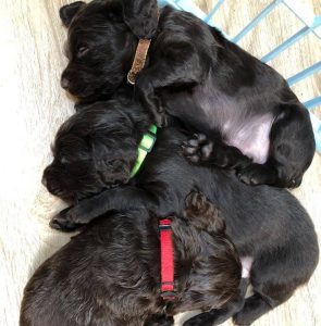 15 Photos Of Boykin Spaniel Puppies With Pure Beauty