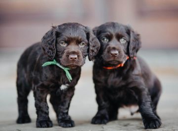 15 Photos Of Boykin Spaniel Puppies With Pure Beauty