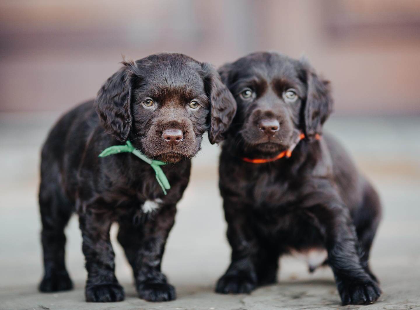 15 Photos Of Boykin Spaniel Puppies With Pure Beauty