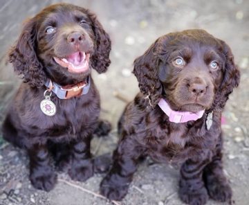 15 Photos Of Boykin Spaniel Puppies With Pure Beauty