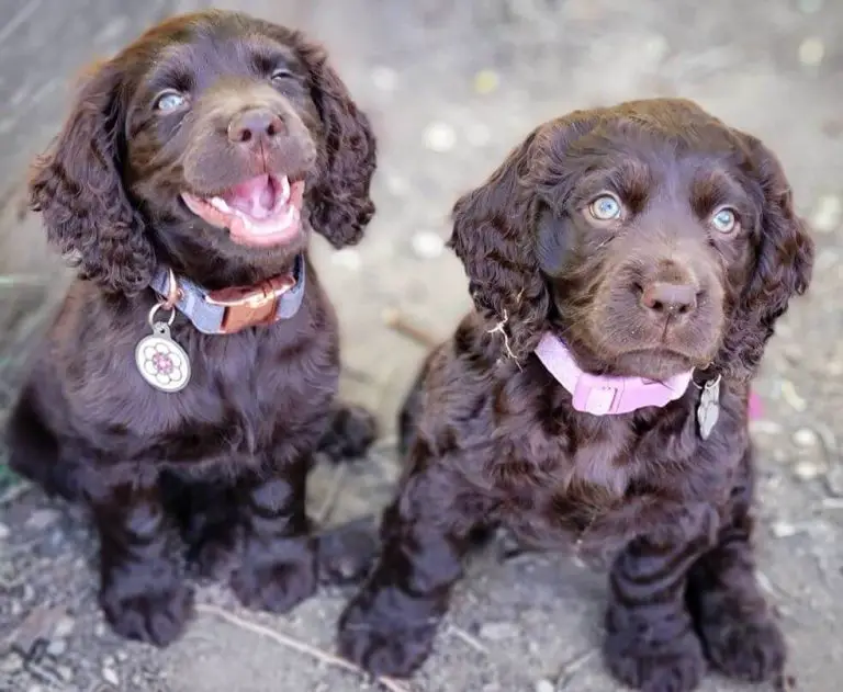 15 Photos Of Boykin Spaniel Puppies With Pure Beauty