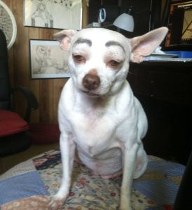 15 Hilarious Pictures Of Dogs With Eyebrows - ilovedogscute.com