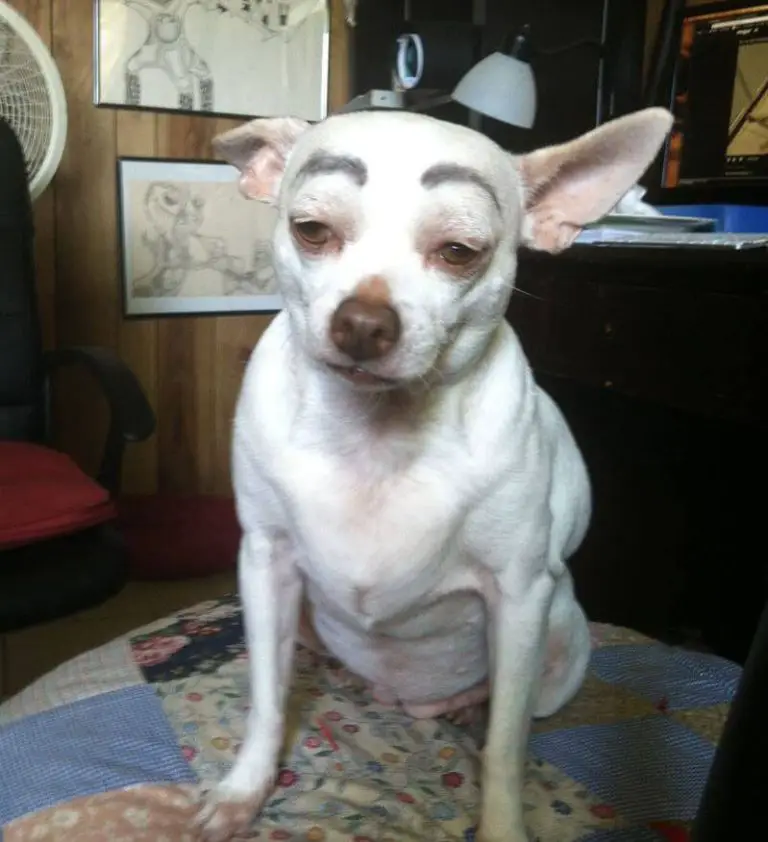 15 Hilarious Pictures Of Dogs With Eyebrows - ilovedogscute.com