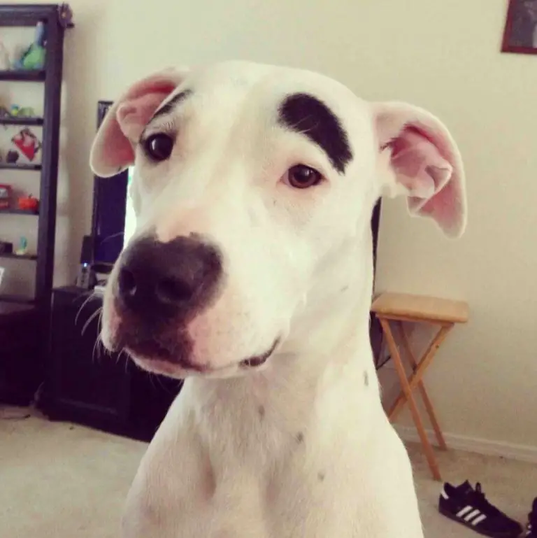 15 Hilarious Pictures Of Dogs With Eyebrows - ilovedogscute.com